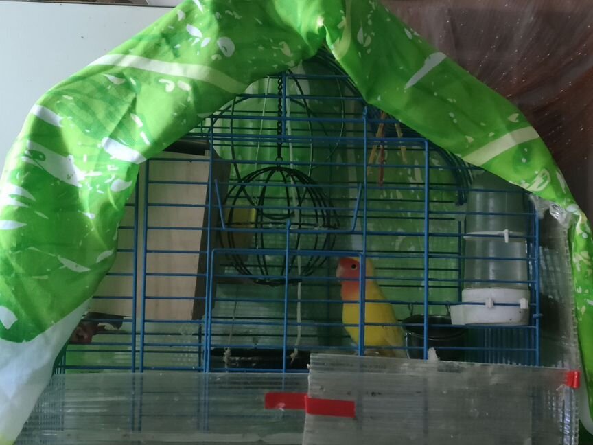 Волнистые попугаи