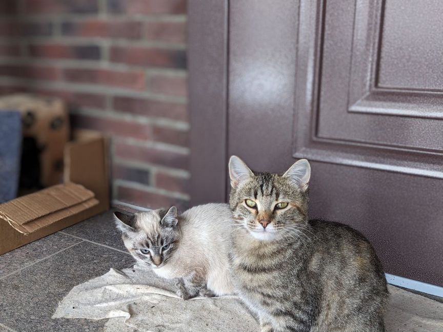 Котята в добрые руки бесплатно