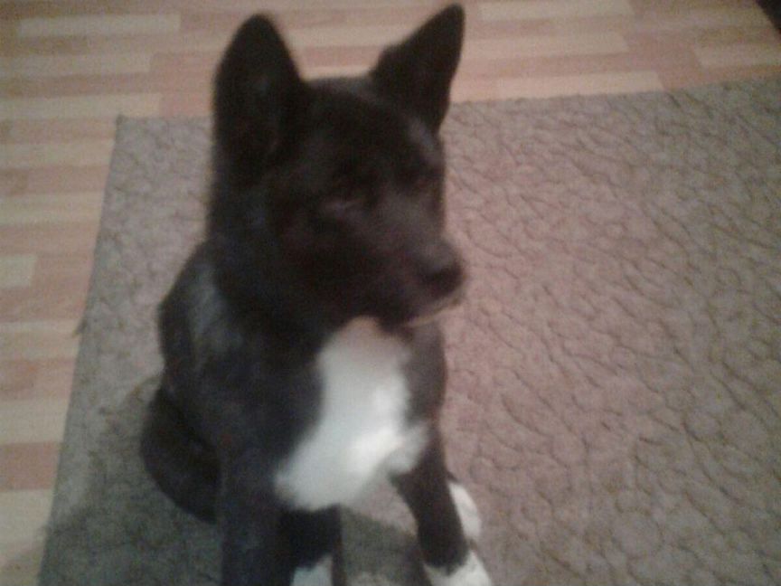 Собаки