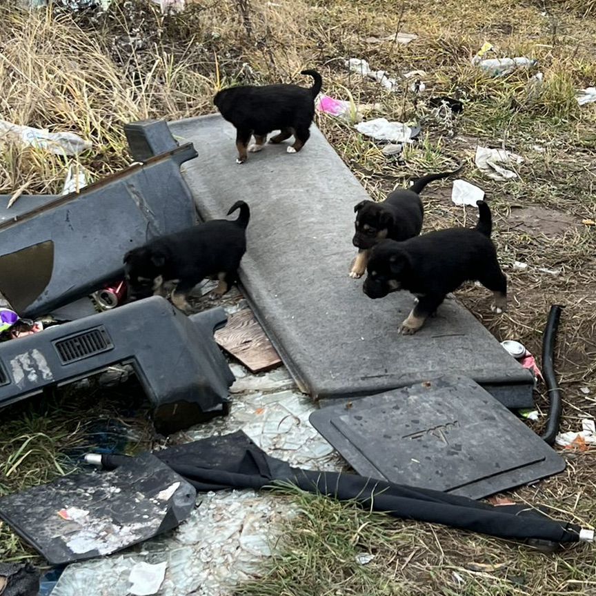 Бесплатно Щенки в добрые руки