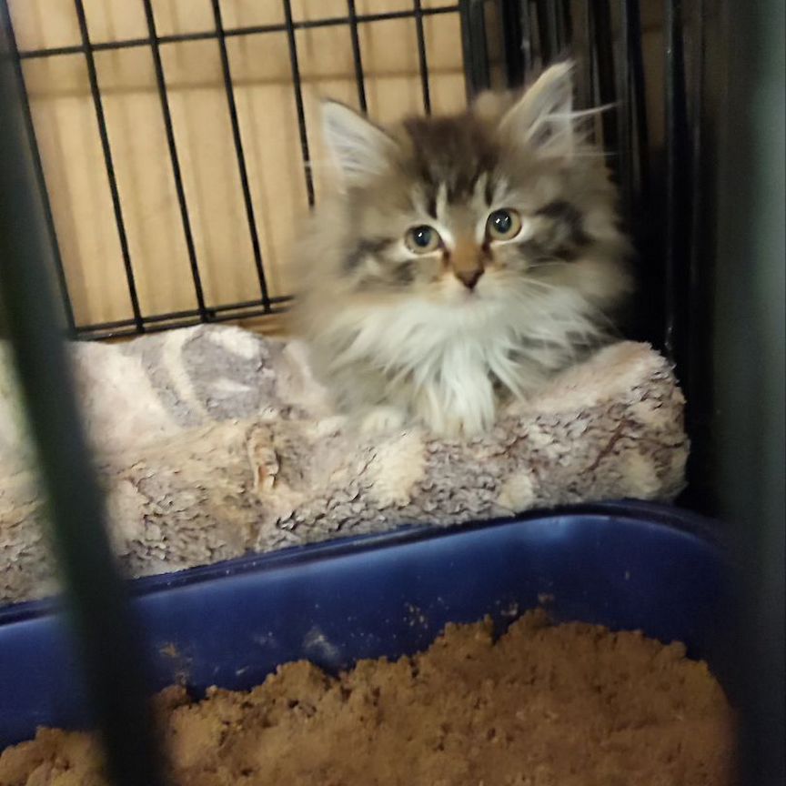 Котёнок в добрые руки