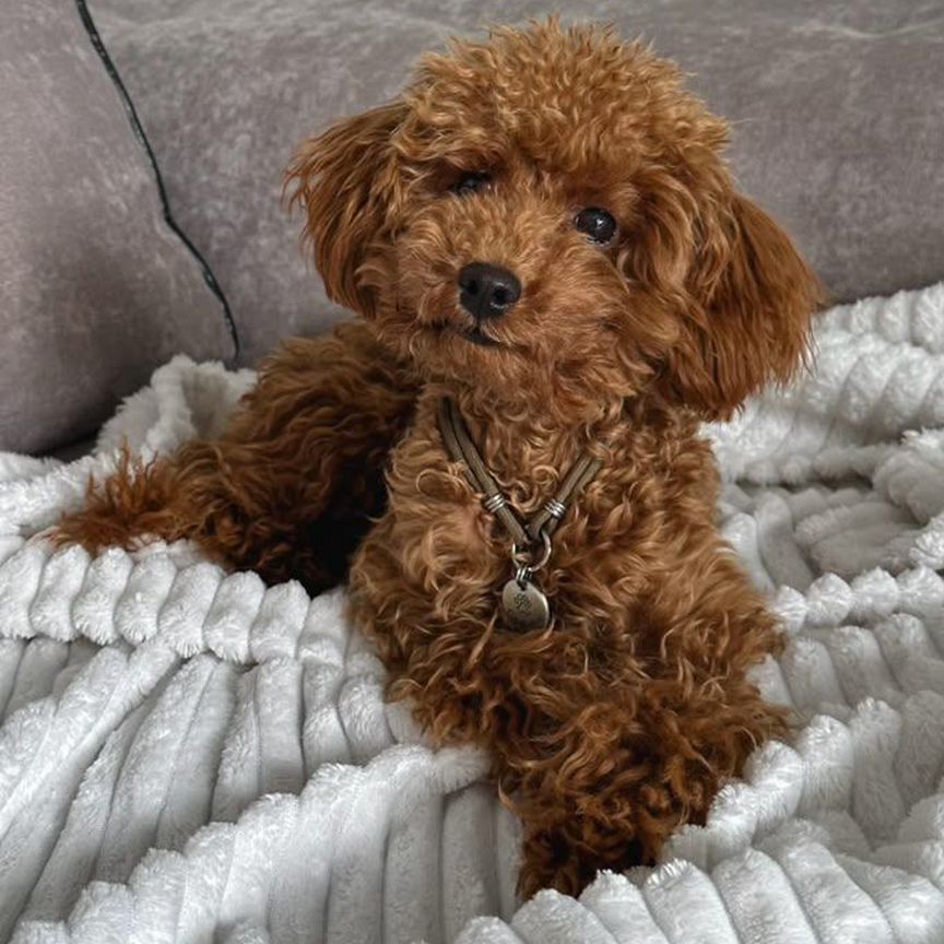 Той-пудель, взрослый пёс