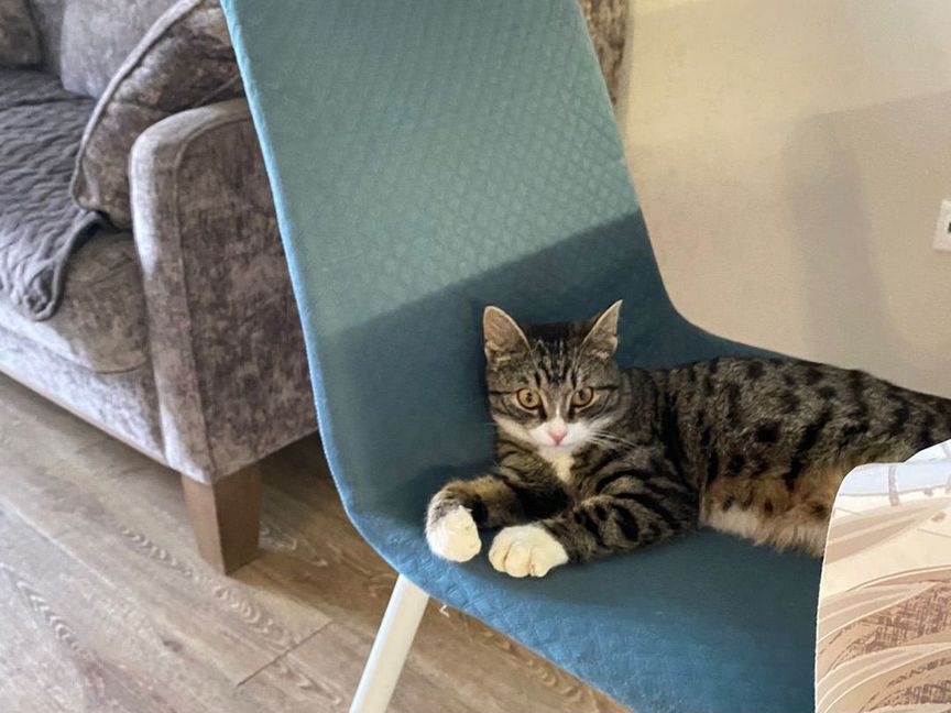 Кошки в добрые руки