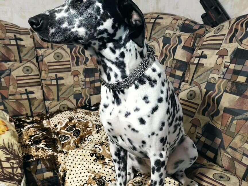 Ищу жениха далматинца