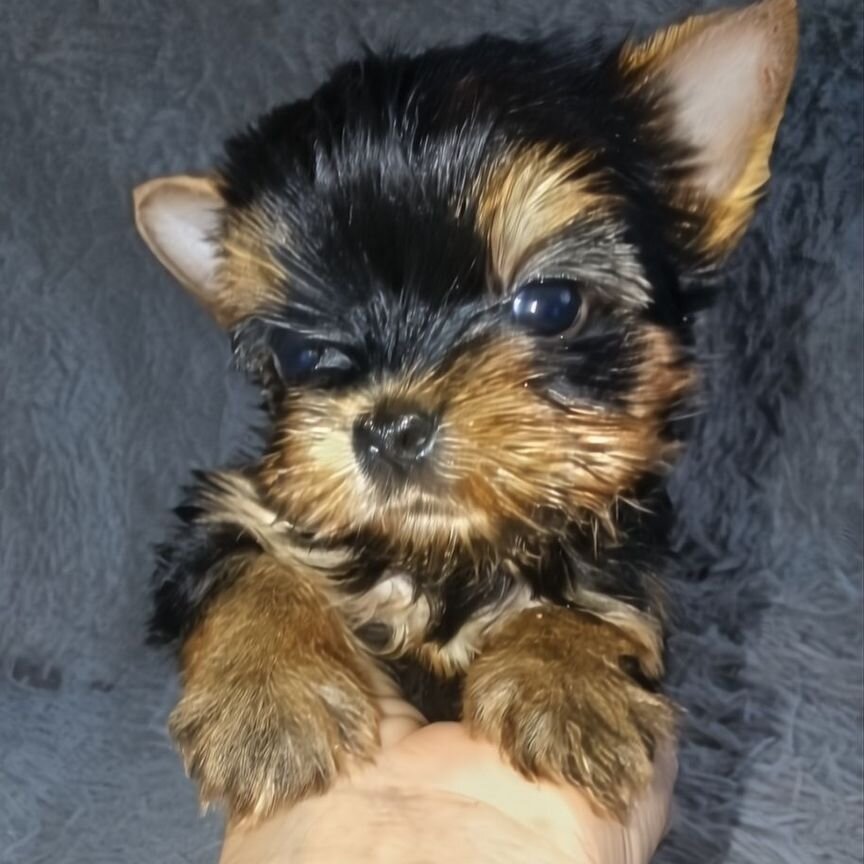 Йоркширский терьер, щенок