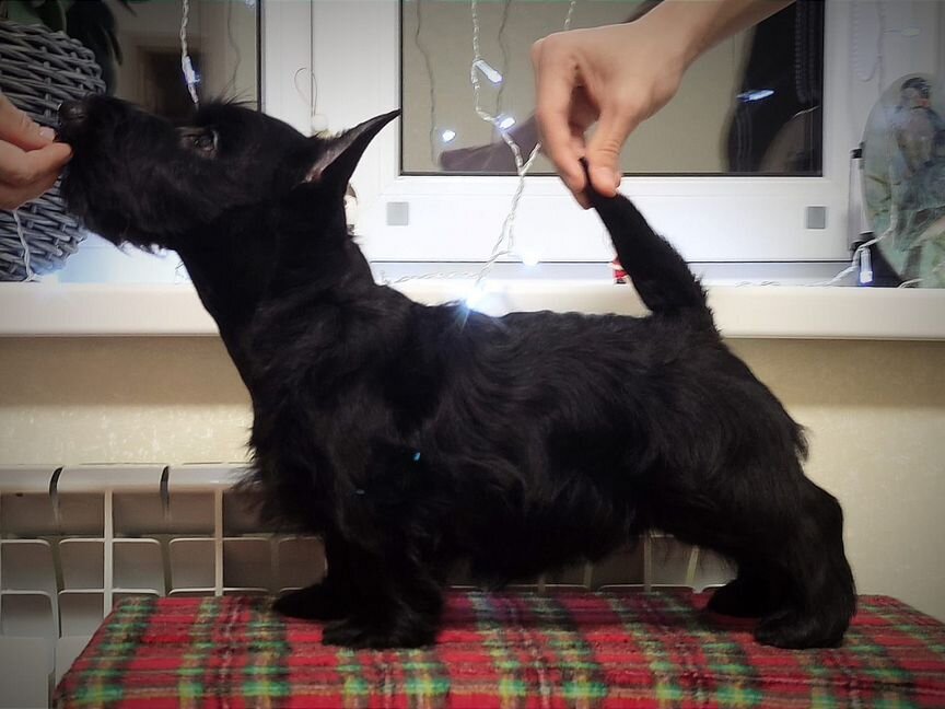 Щенок шотландского терьера (кобель)