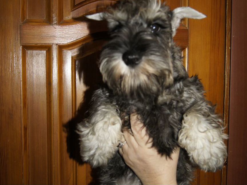 Маленькая звездочка мальчик