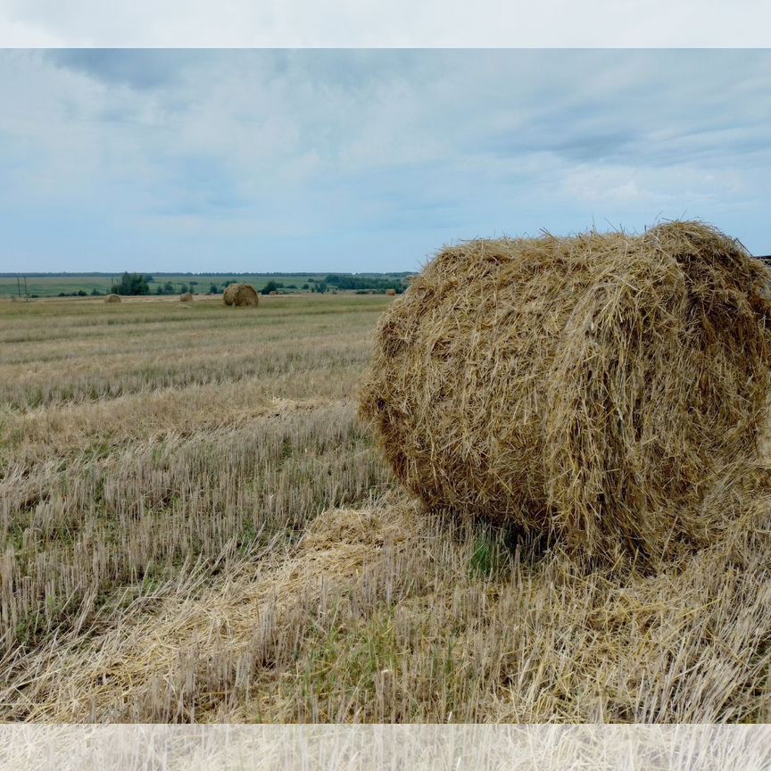 Солома в рулонах
