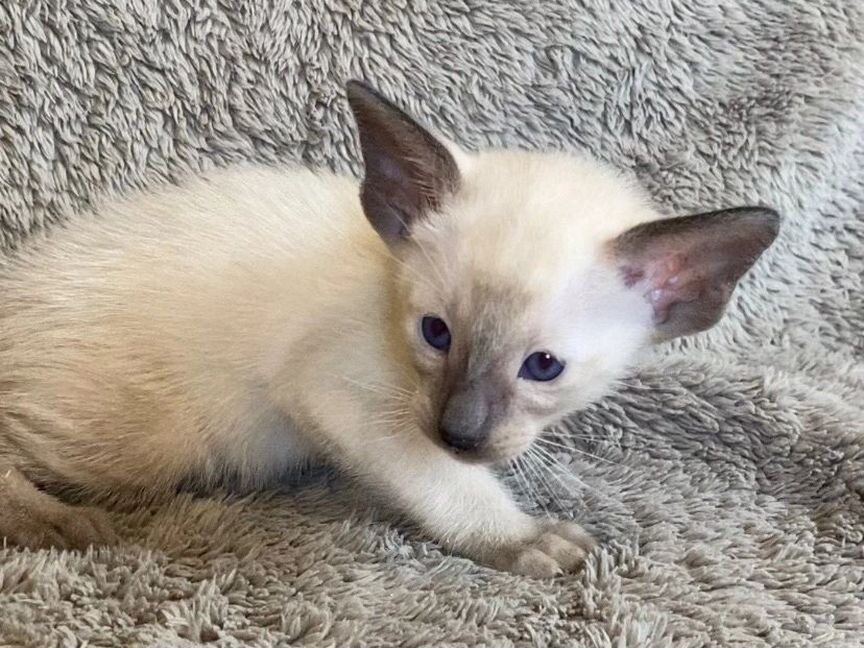 Сиамские котята