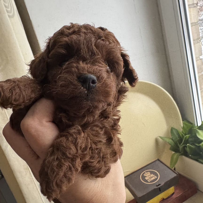 Той-пудель, щенок