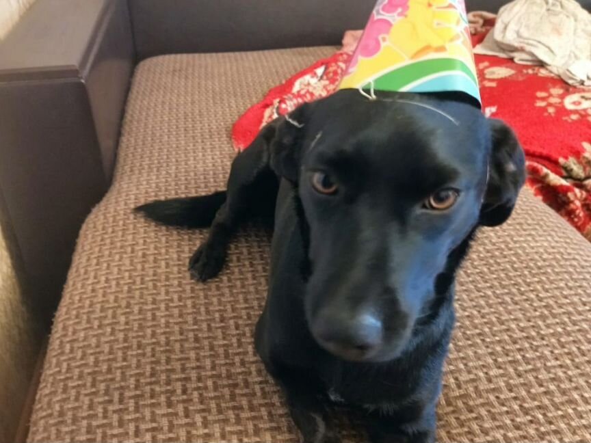 Мелкая собака в добрые руки