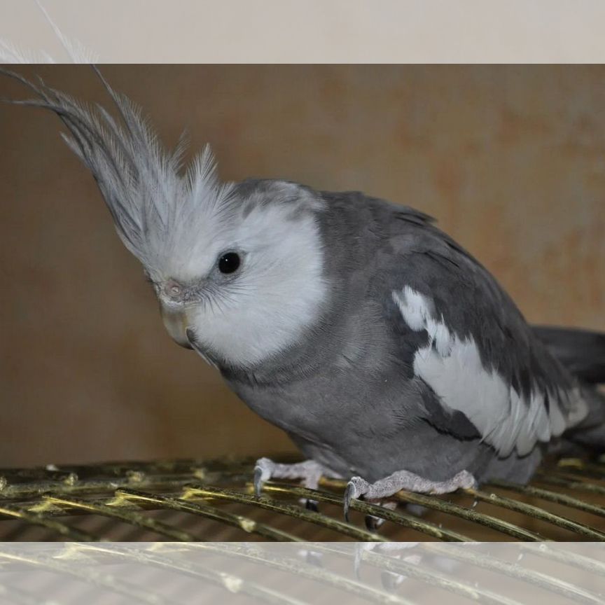 Попугай корелла мальчик