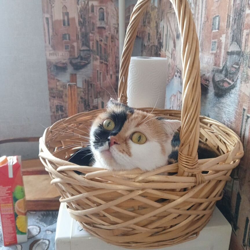 Шотландский вислоухий короткошёрстный котёнок