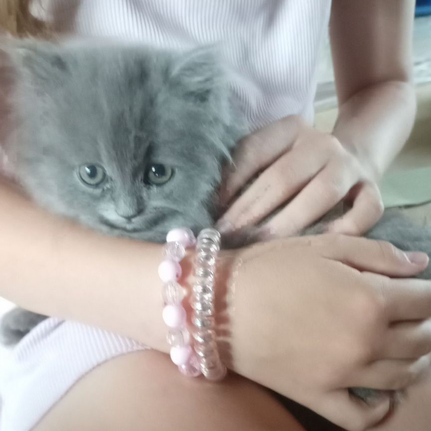 Шотландский вислоухий длинношёрстный котёнок