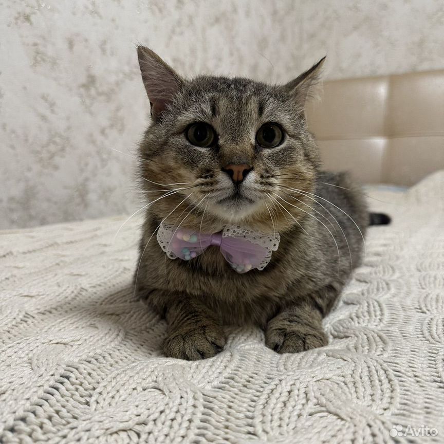 Котик ищет дом