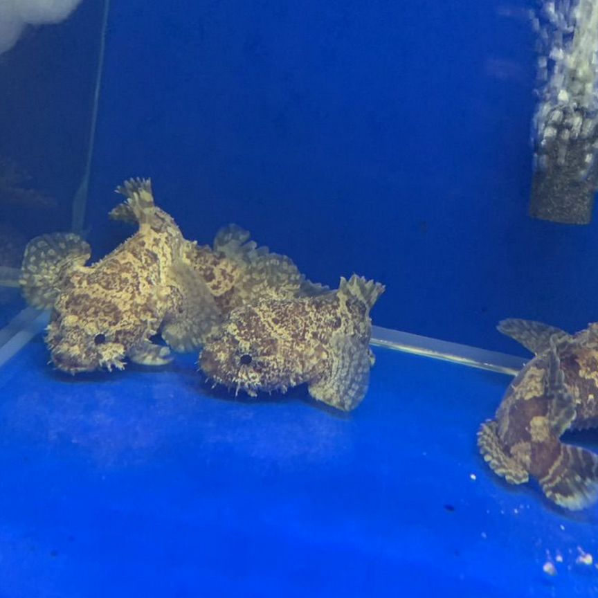 Рыба камень