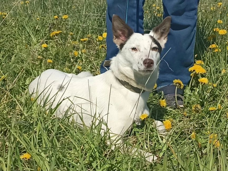 Собака Айка