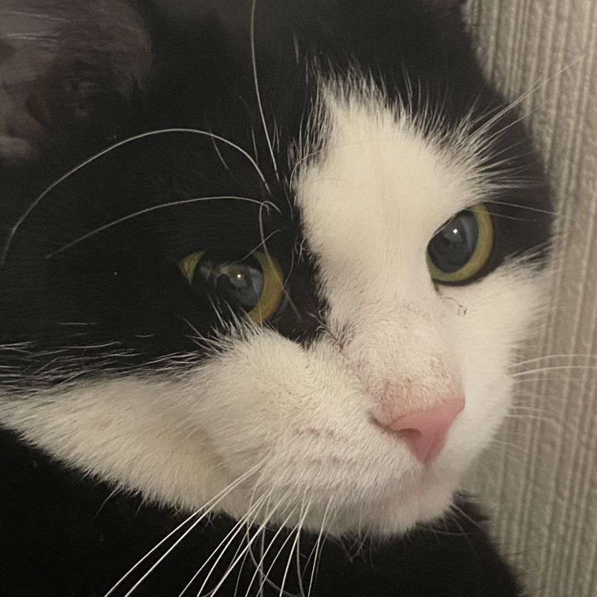 Взрослый кот в добрые руки