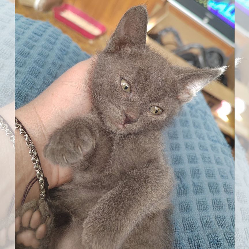 Русский голубой котёнок