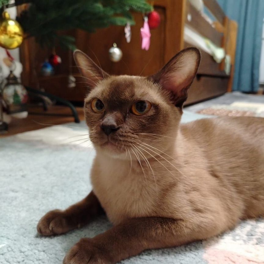 Бурманские котята