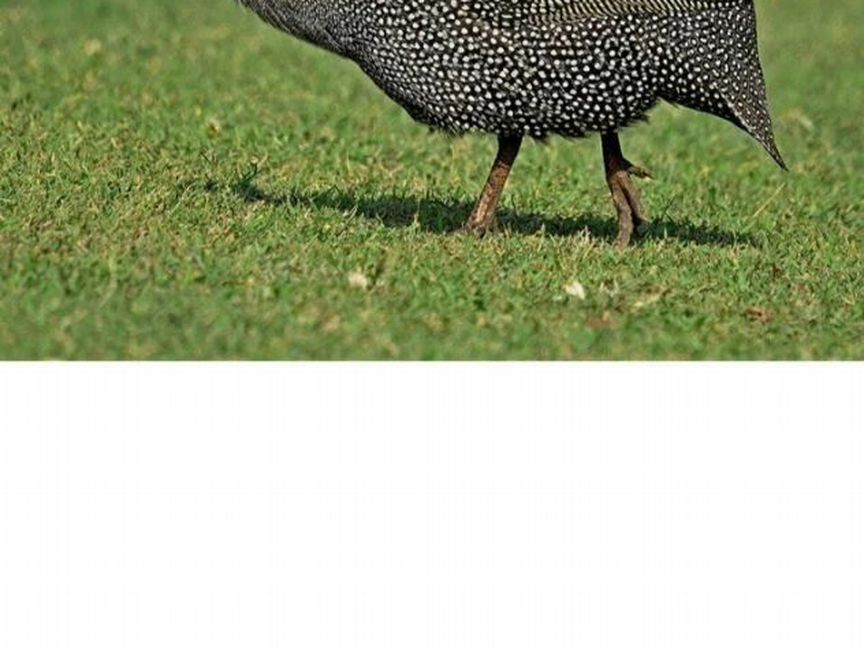 Инкубаторное яйцо Цысарок