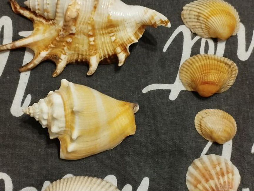 Ракушка, раковина моллюсков