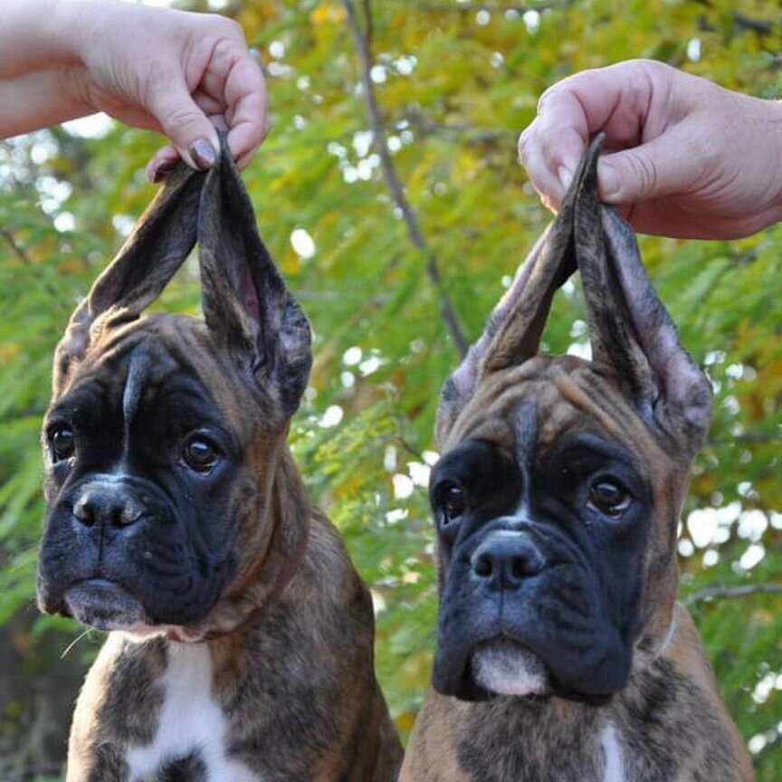 Щенки боксера