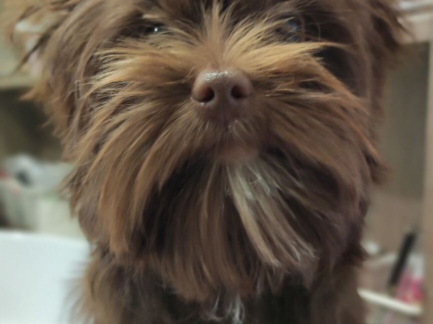 Йоркширский терьер