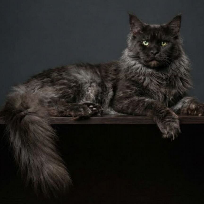 Мейн-кун котёнок