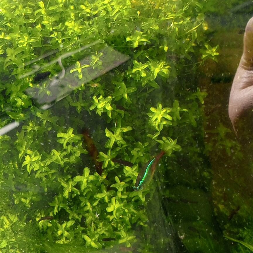 Хемиантус Куба