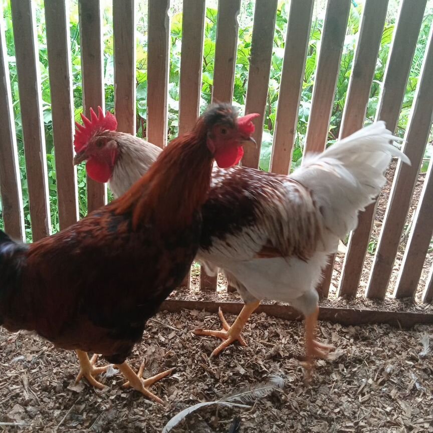 Молодые петухи