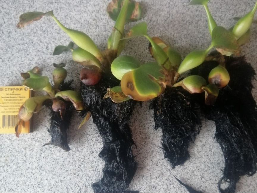 Водный гиацинт