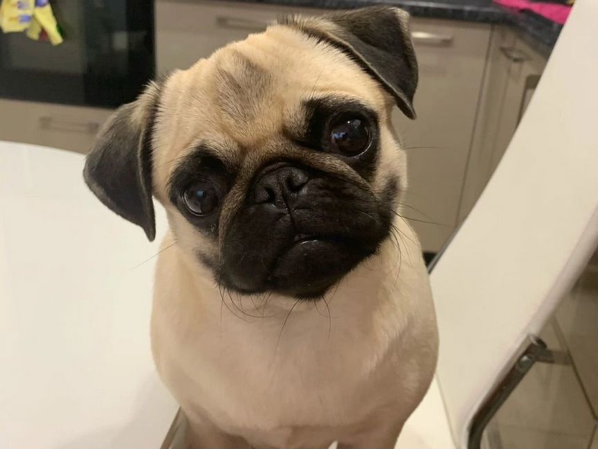 Щенки мопса