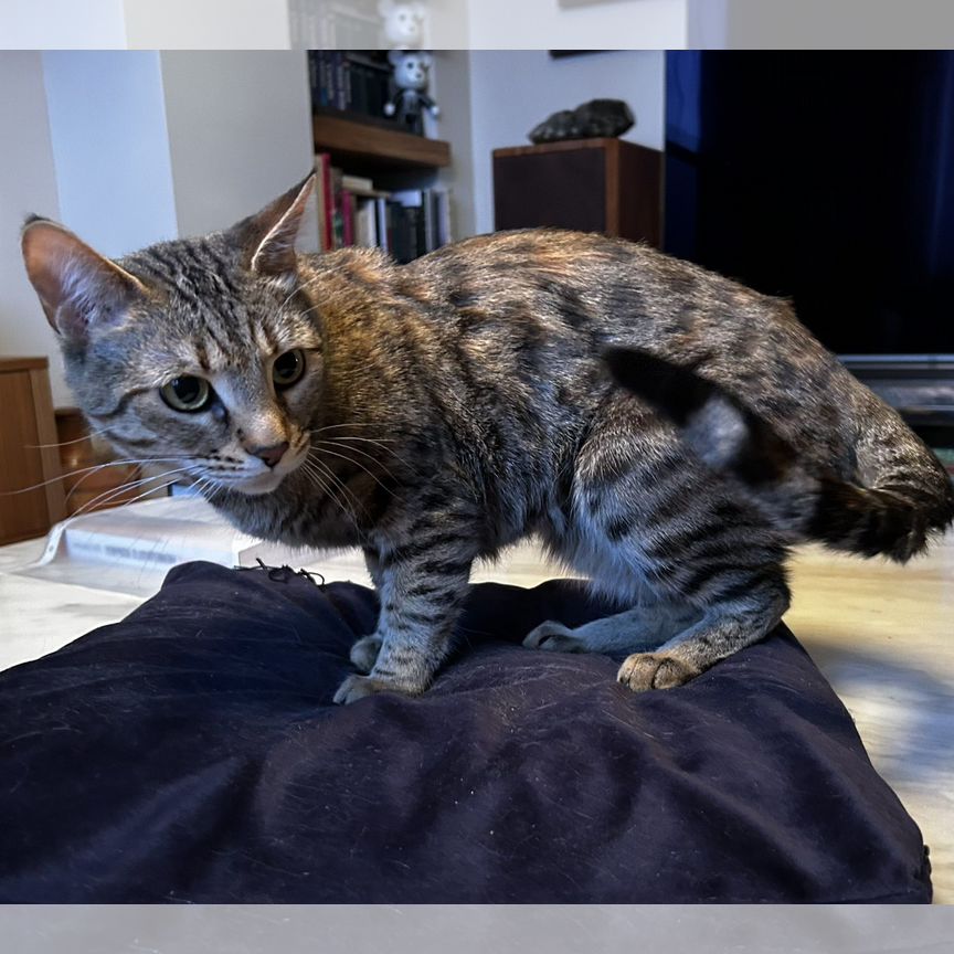 Бенгальская кошка, вязка