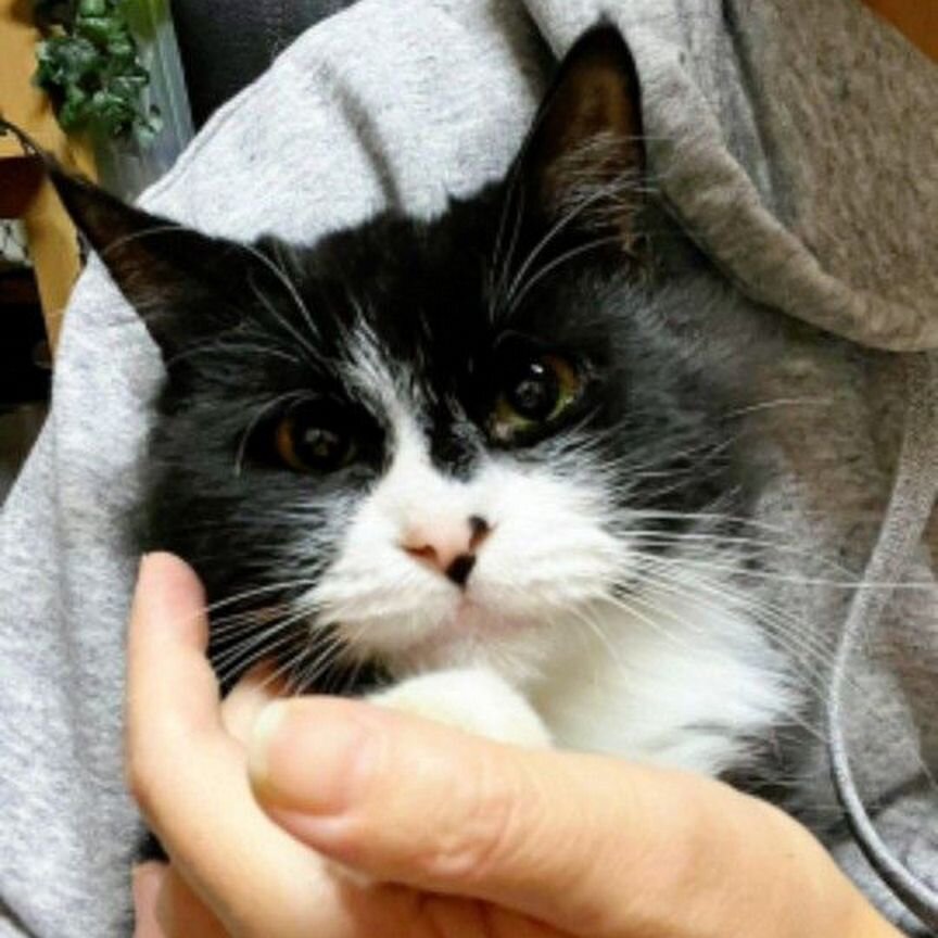 Кошечка из квартиры, где издевались. Ищет дом