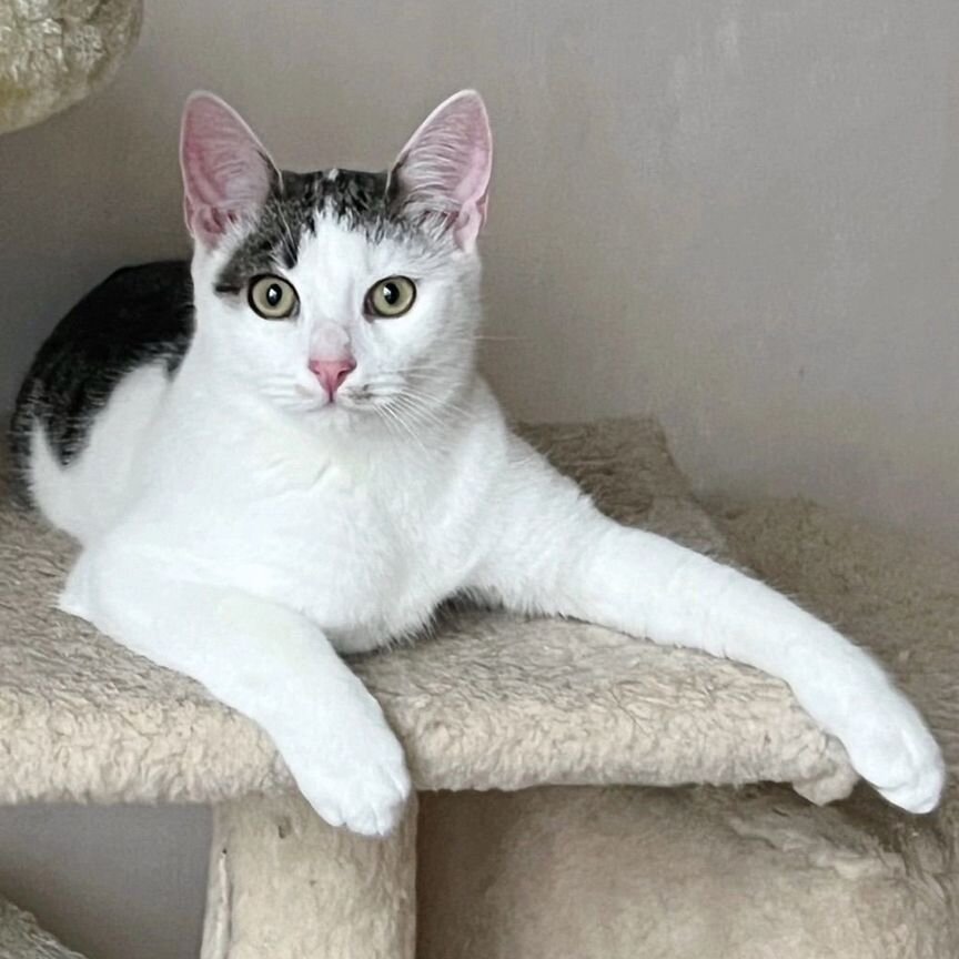 Красивый кот 5,5 месяцев