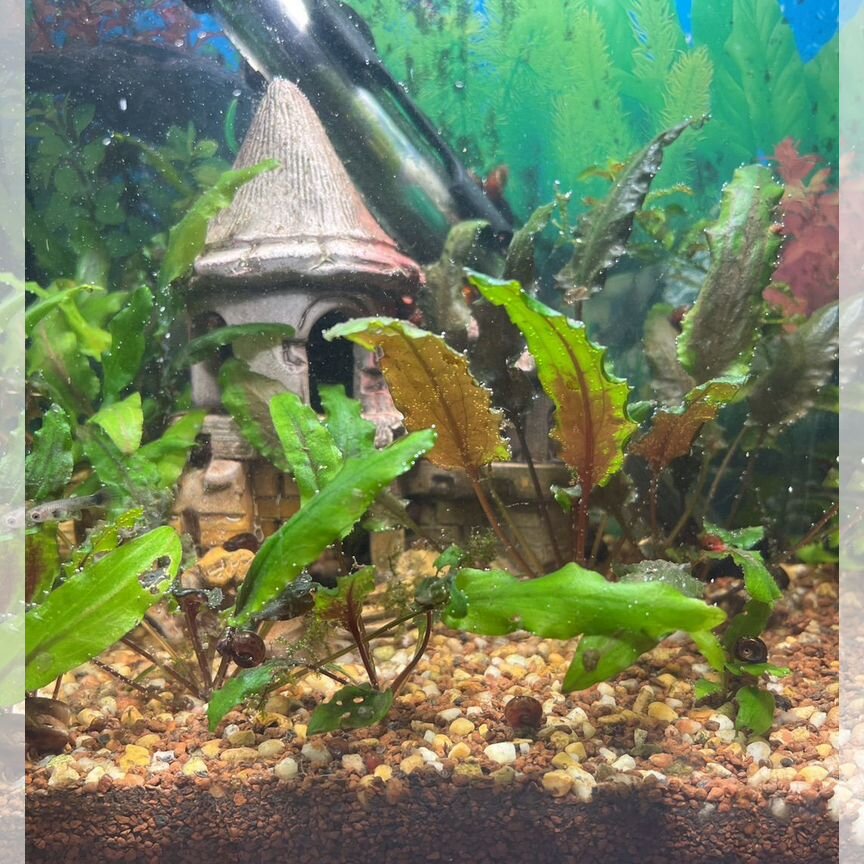 Криптокарина