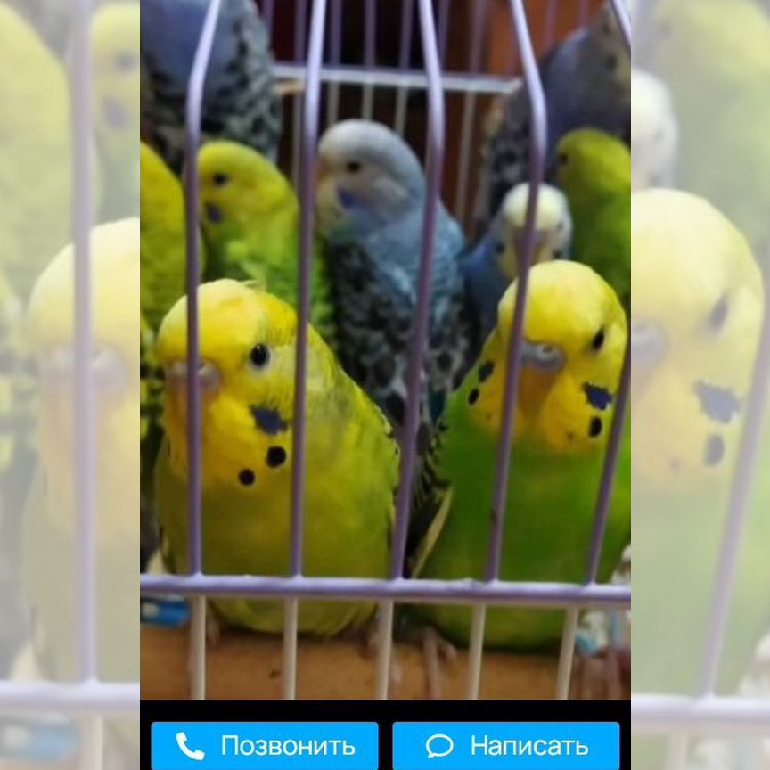 Волнистый попугай