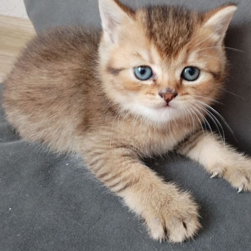 Котята золотая шиншилла