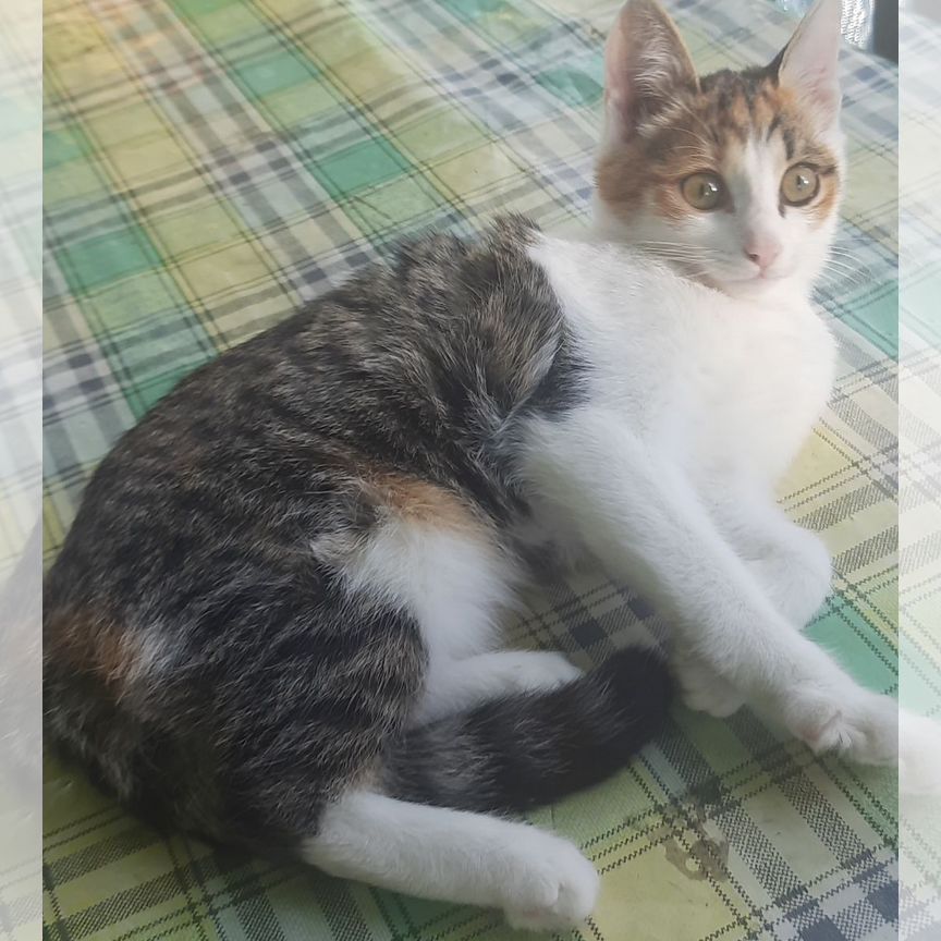 Кошечка 5 с пол. мес