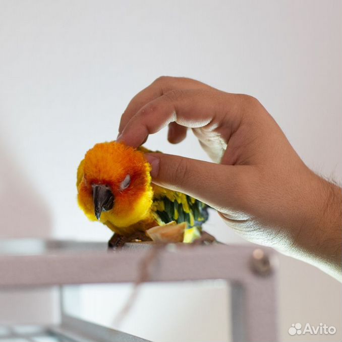 Молодой попугай аратинга