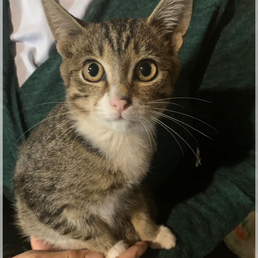 Очень нежная кошечка-подросток