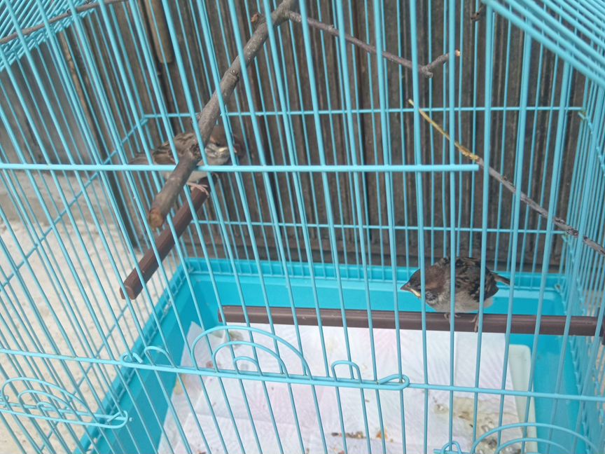 Полевые домашнии воробьи