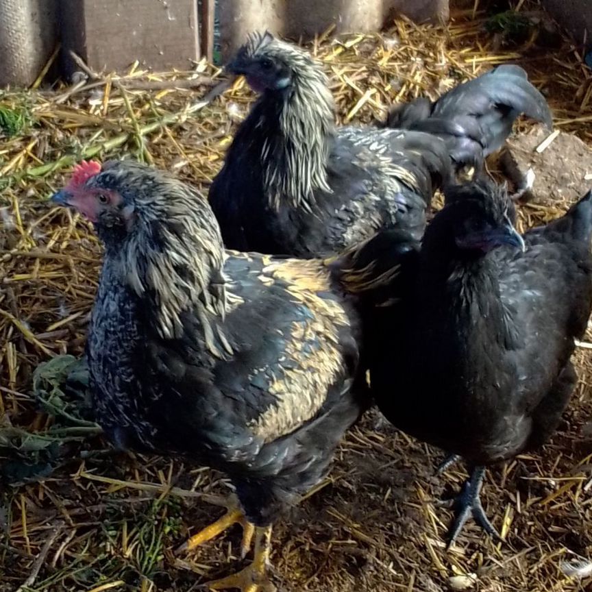 Молодые породистые петушки