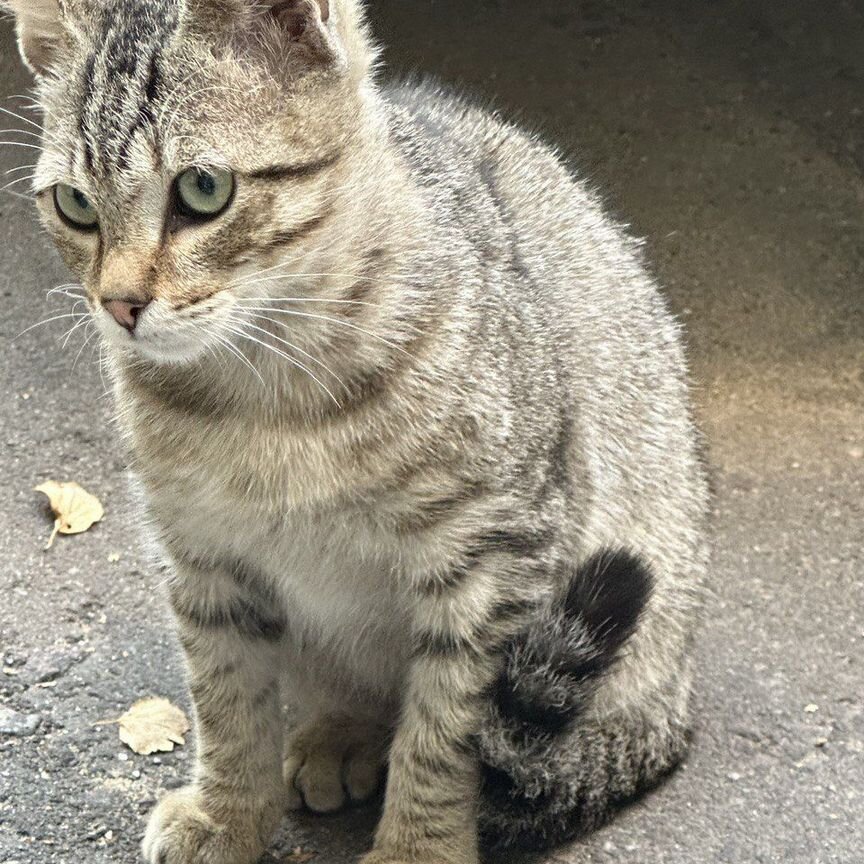 Котенок с доставкой