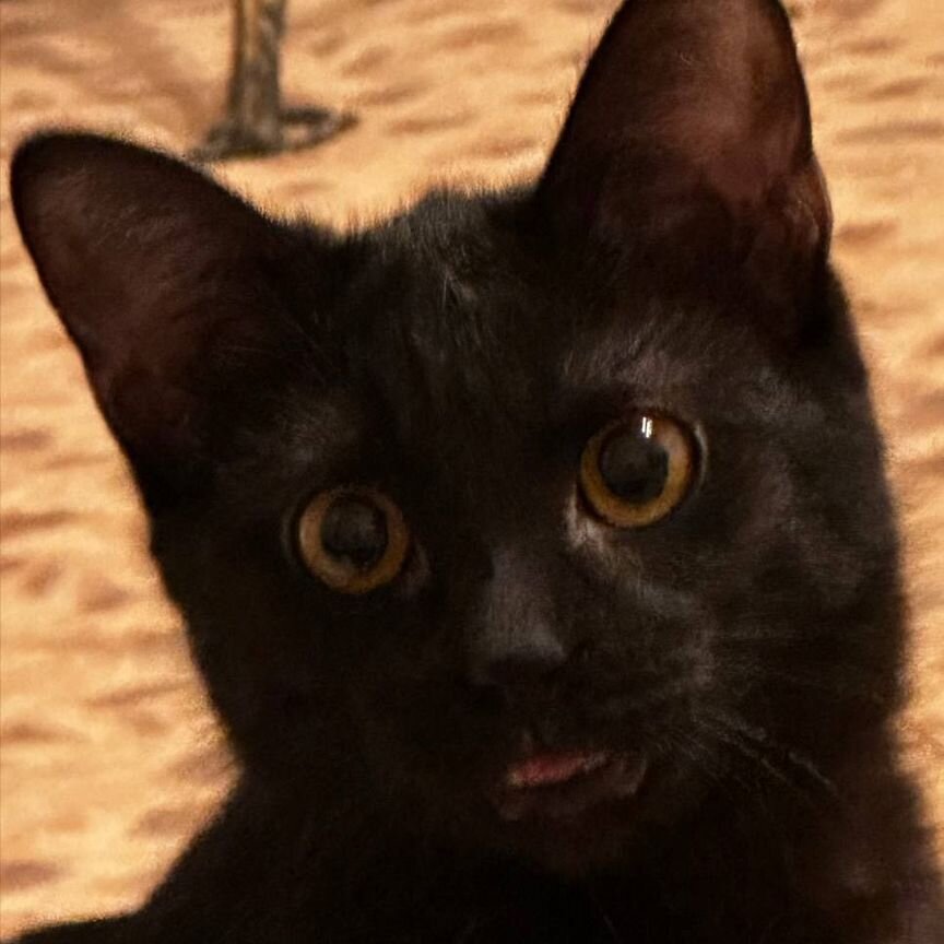 Сибирский котёнок