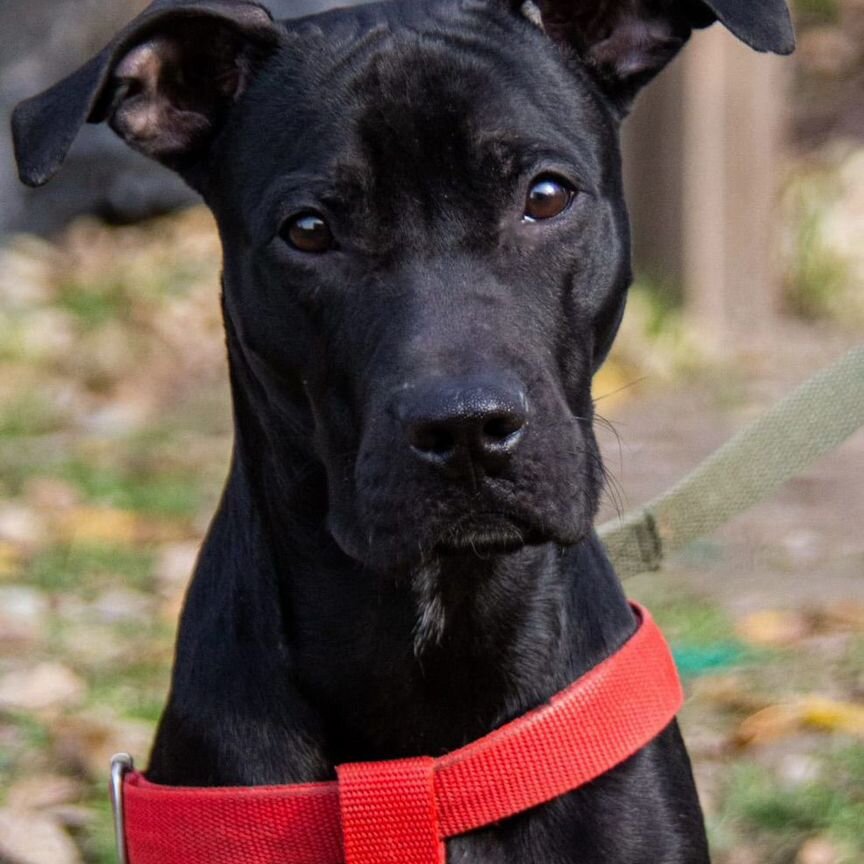 Питёнок Шер ищет дом