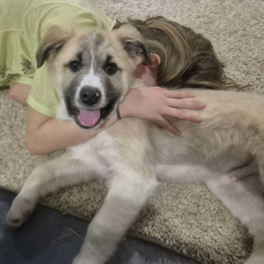 Кавказская овчарка, щенок