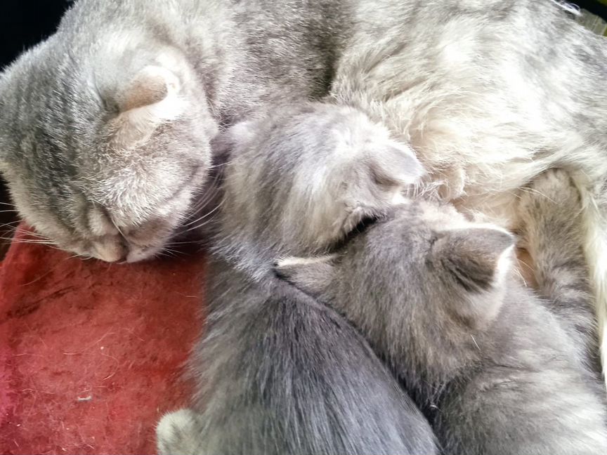 Вислоухие котята