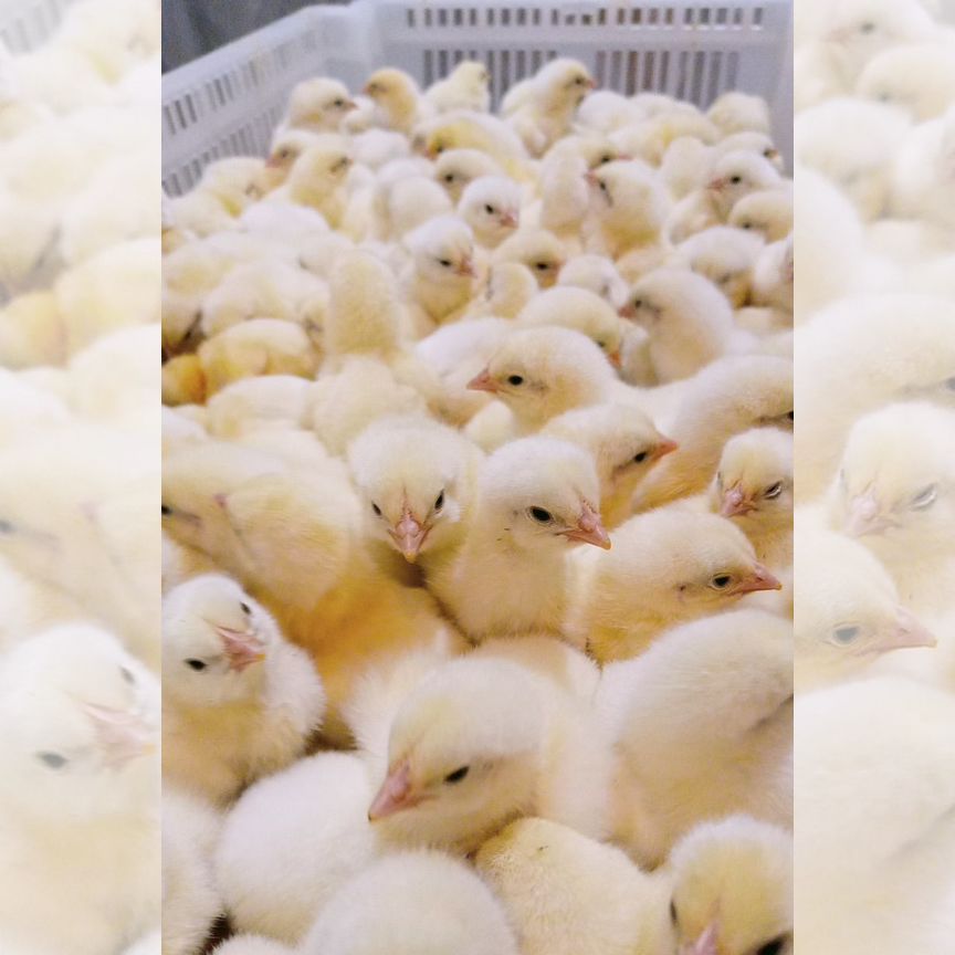 Цыплята бройлеры